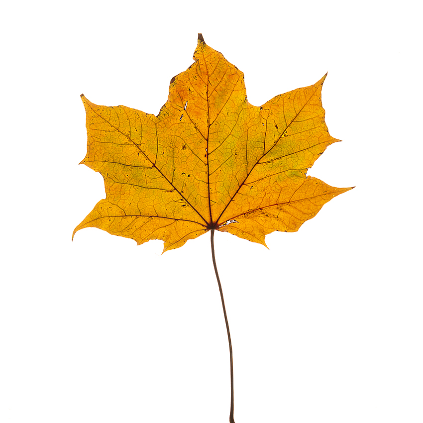 Herbstblatt-004 Foto & Bild | natur, herbst, blätter Bilder auf ...