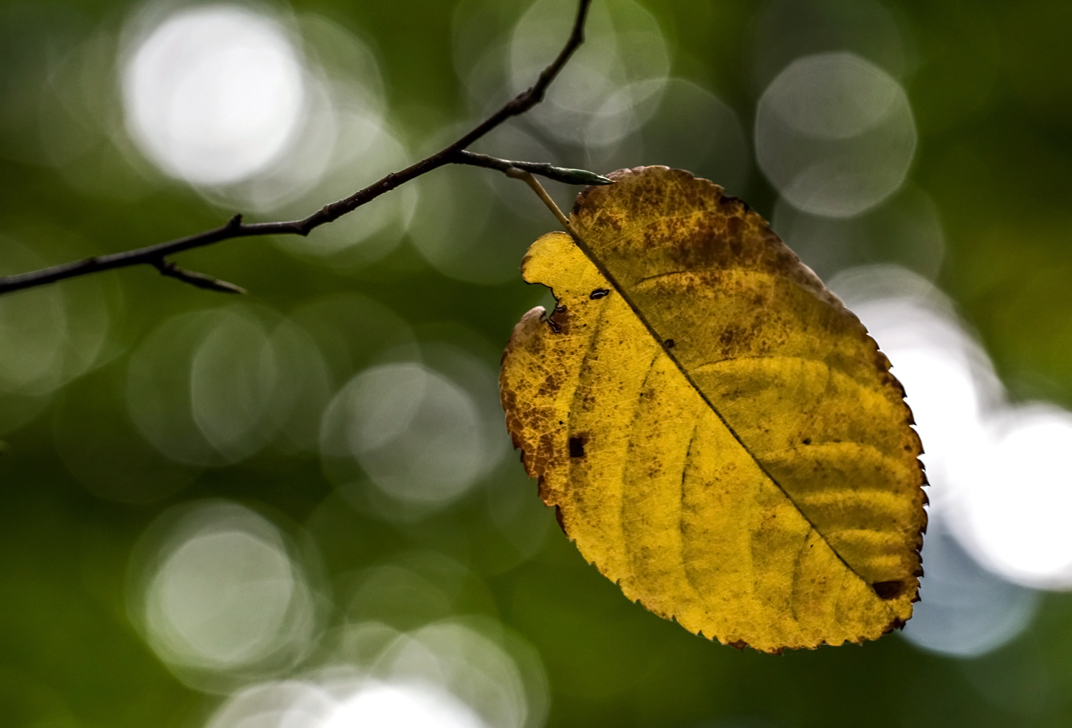 Herbstblatt Foto & Bild | gelb, herbst, bokeh Bilder auf fotocommunity
