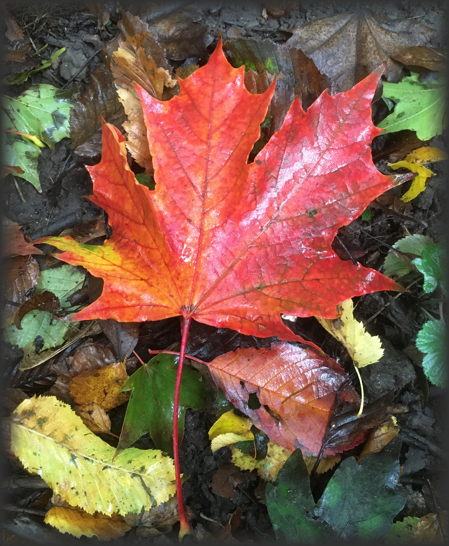 Herbstblatt Foto & Bild | jahreszeiten, herbst, blätter Bilder auf ...