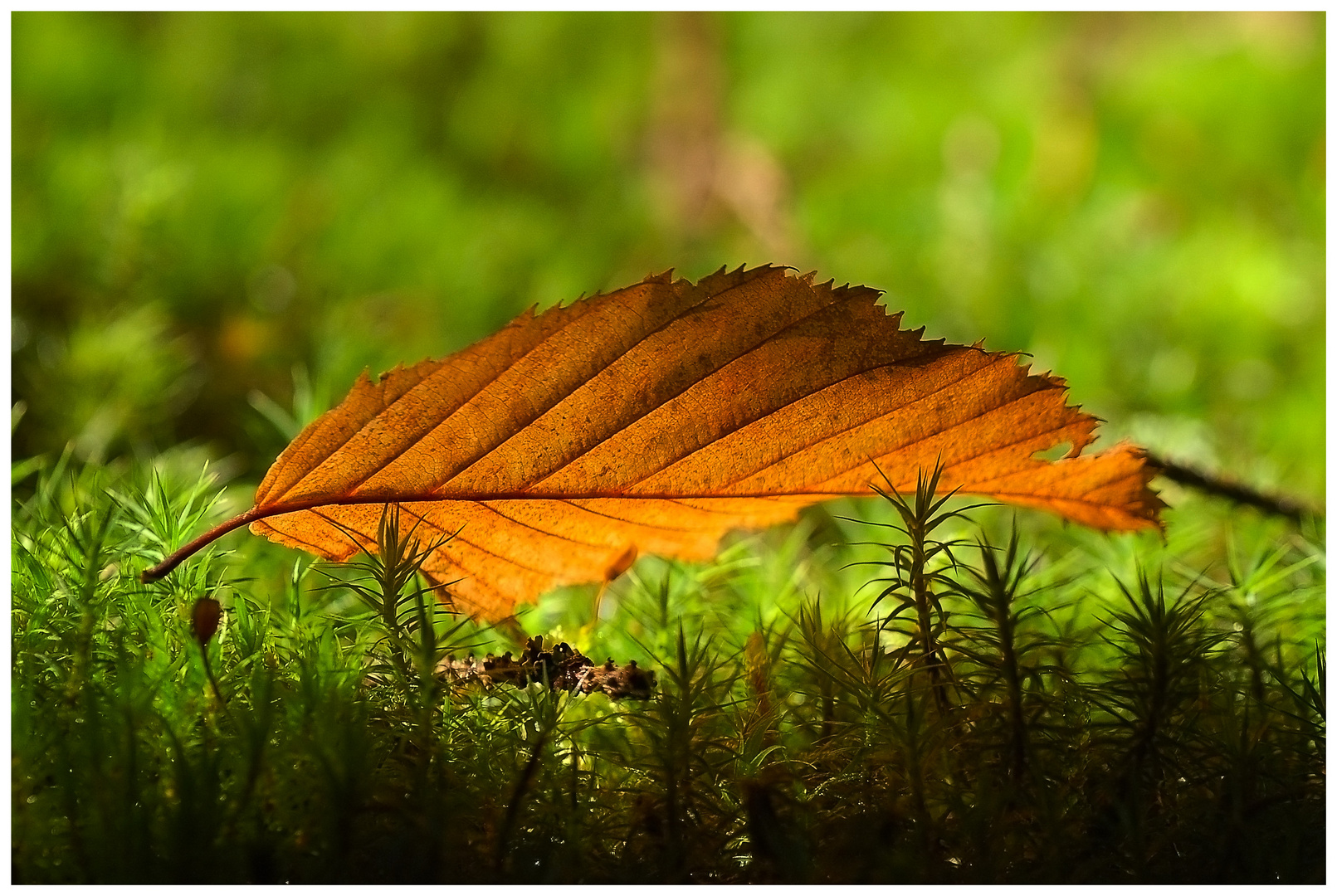 Herbstblatt Foto & Bild | jahreszeiten, herbst, natur Bilder auf ...