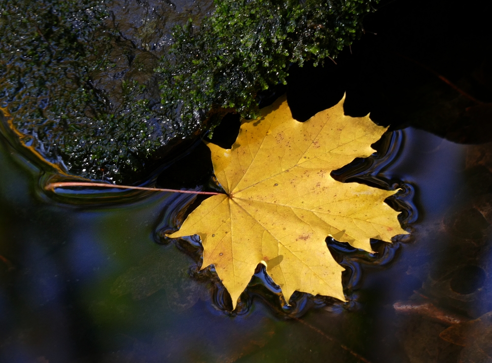 Herbstblatt Foto & Bild | natur, herbst, pflanzen Bilder auf fotocommunity