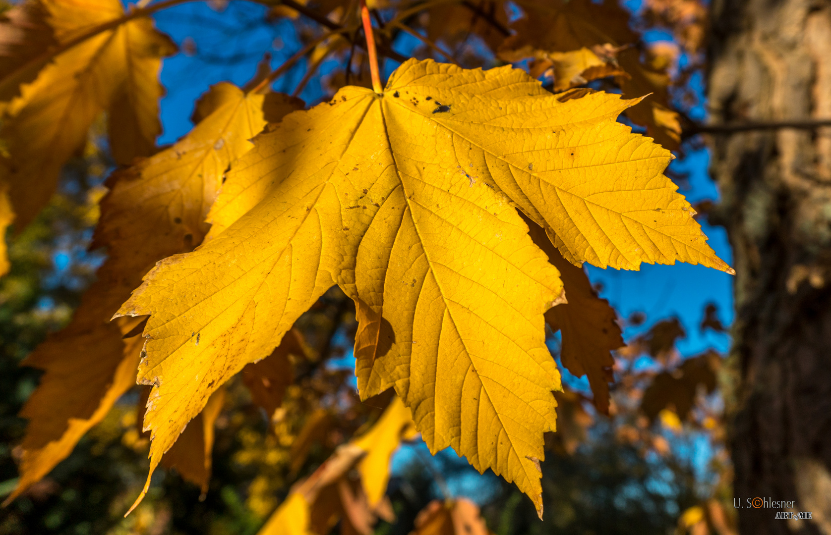 Herbstblatt Foto & Bild | pflanzen, pilze & flechten, bäume ...