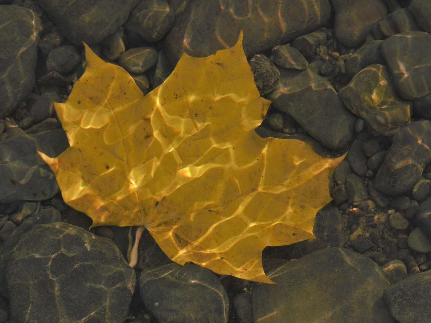 Herbstblatt ... Foto & Bild | outdoor, bäume, licht Bilder auf ...