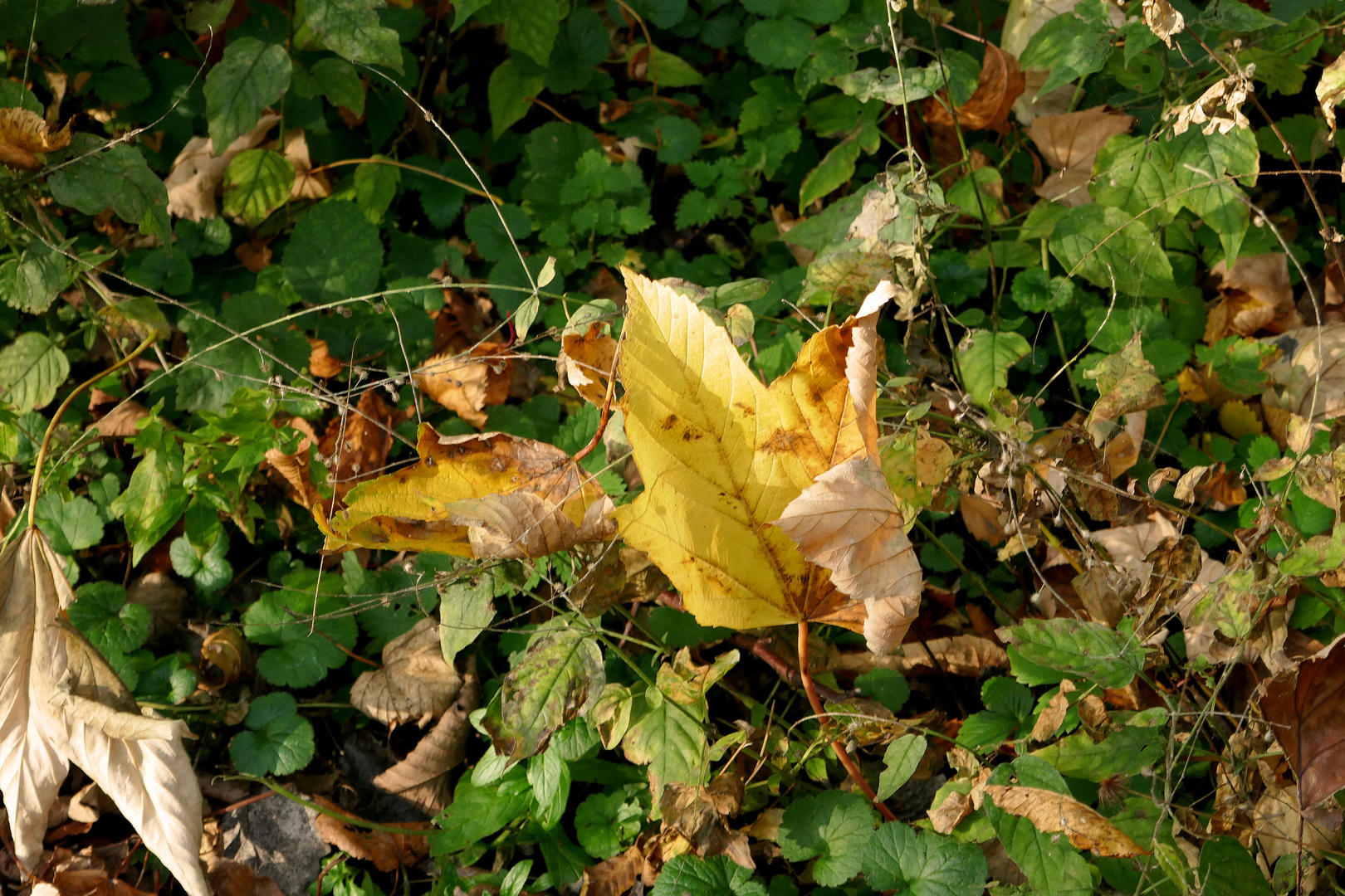 Herbstblatt Foto & Bild | natur, herbst, europa Bilder auf fotocommunity