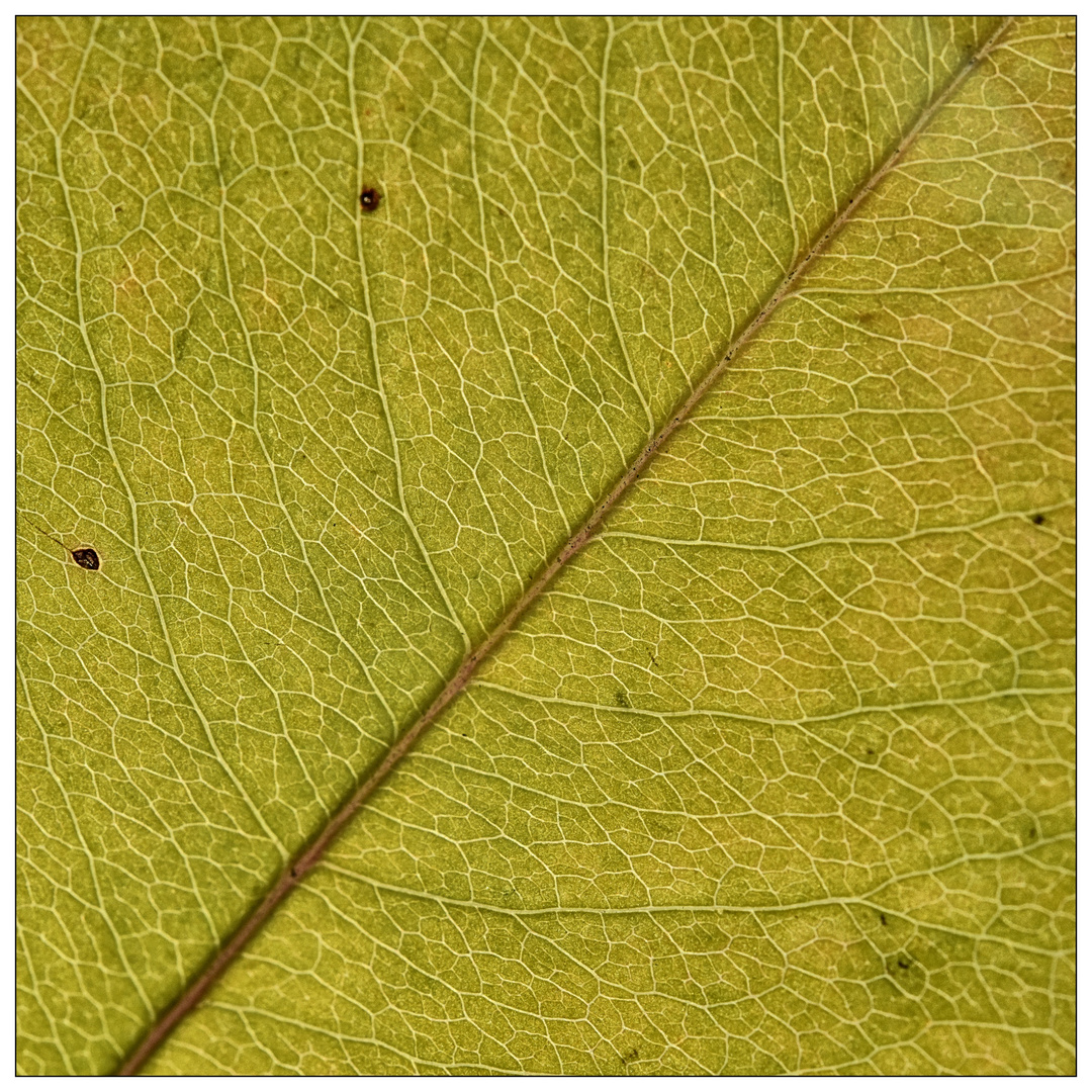 Herbstblatt Foto & Bild | natur-makros, abstraktes, natur-kreativ ...