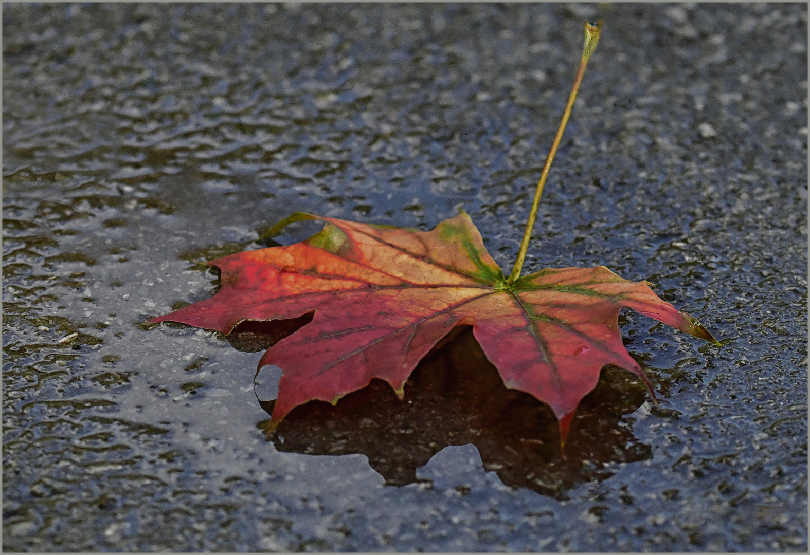 Herbstblatt Foto & Bild | pflanzen, pilze & flechten, jahreszeiten ...