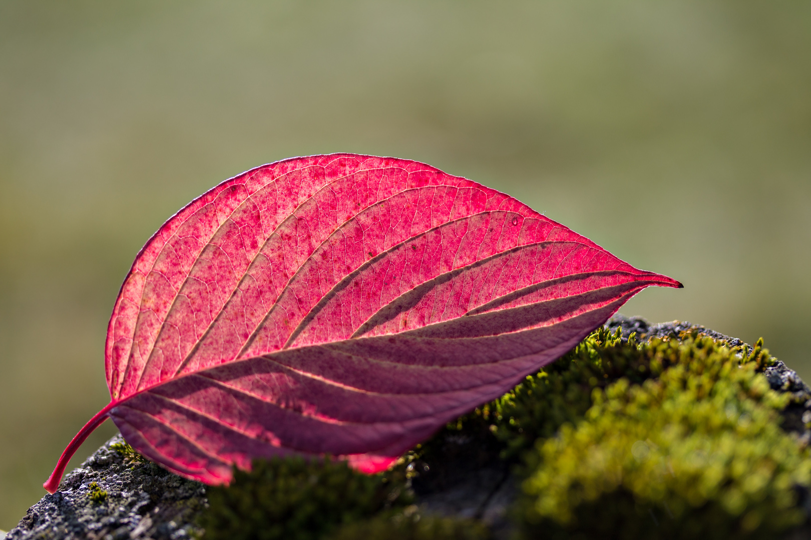 Herbstblatt Foto & Bild | natur, herbst, blatt Bilder auf fotocommunity
