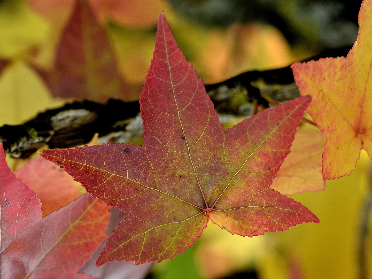 Herbstblatt Foto & Bild | jahreszeiten, herbst, pflanzen und blumen ...