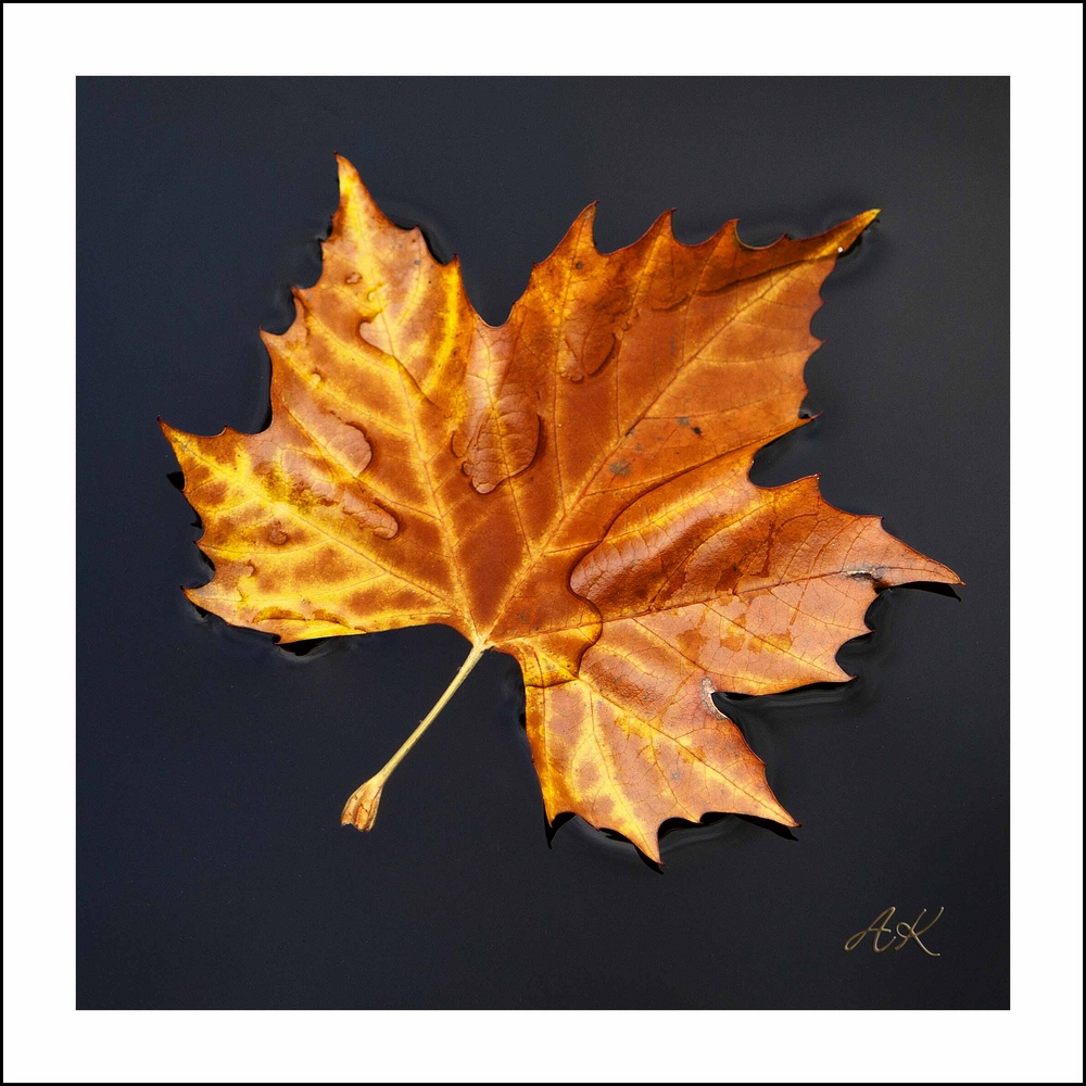 Herbstblatt Foto & Bild | stillleben, zufällige arrangements, motive ...