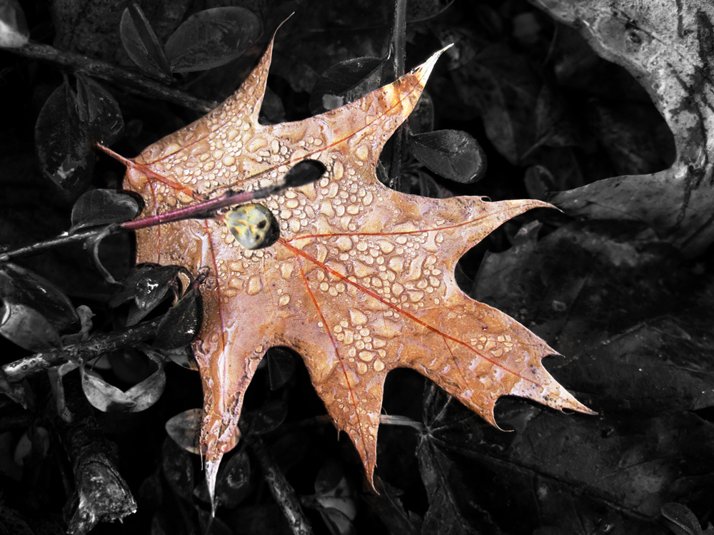 Herbstblatt Foto & Bild | archiv projekte naturchannel, naturprojekte ...