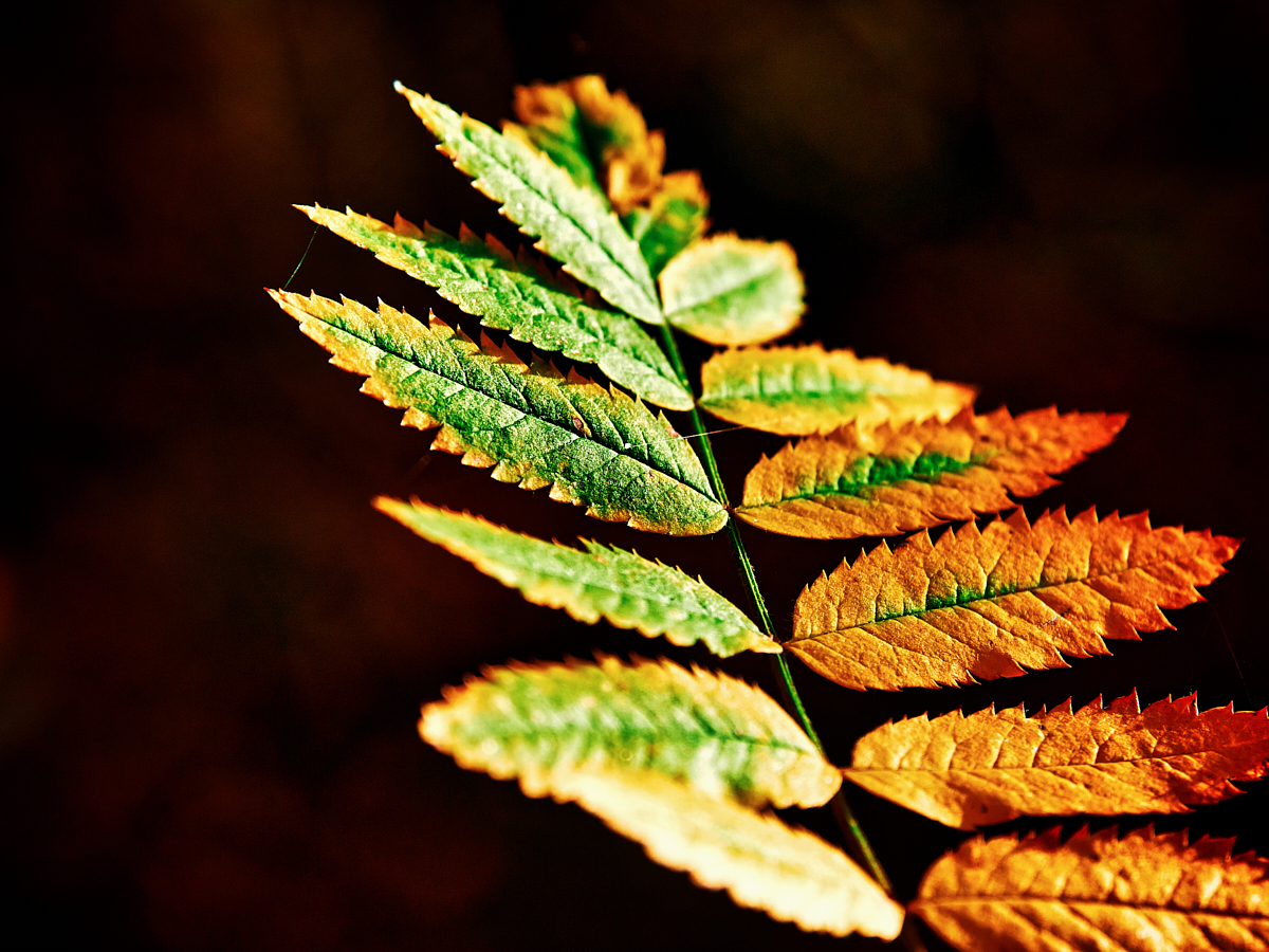 Herbstblatt Foto & Bild | jahreszeiten, herbst, fotos Bilder auf ...