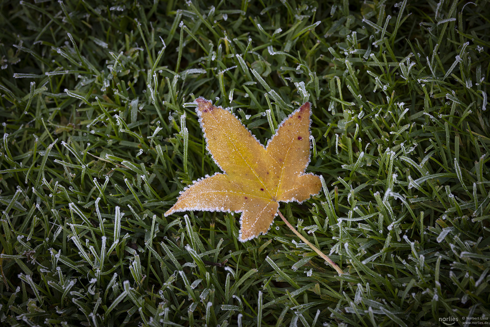 Herbstblatt Foto & Bild | jahreszeiten, herbst, pflanzen Bilder auf ...