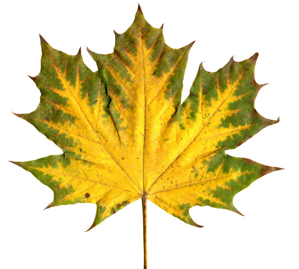 Herbstblatt Foto & Bild | natur Bilder auf fotocommunity