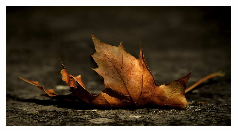 Herbstblatt Foto & Bild | jahreszeiten, herbst, natur Bilder auf ...