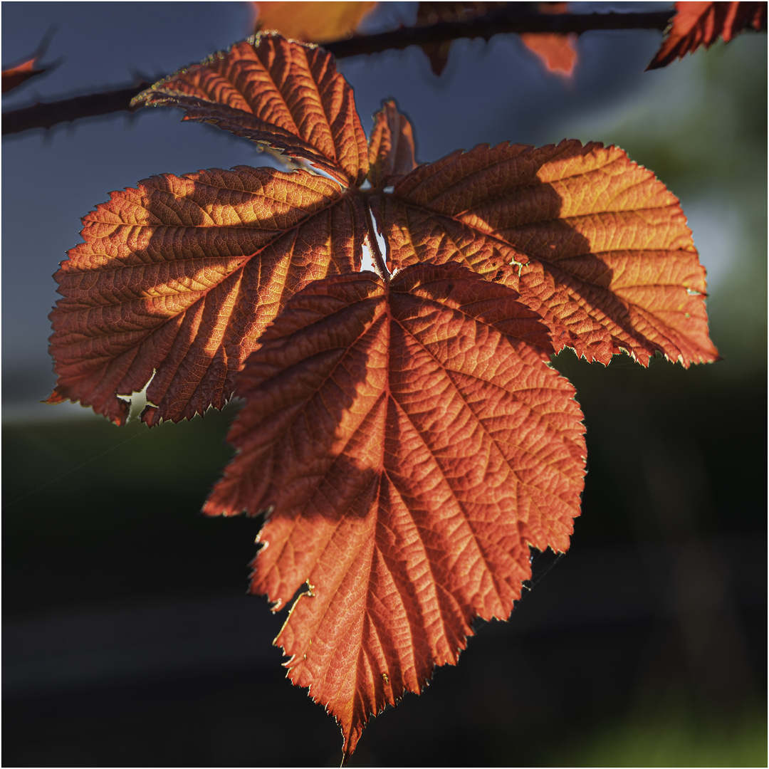 _Herbstblatt_ Foto & Bild | fotos, outdoor, natur Bilder auf fotocommunity