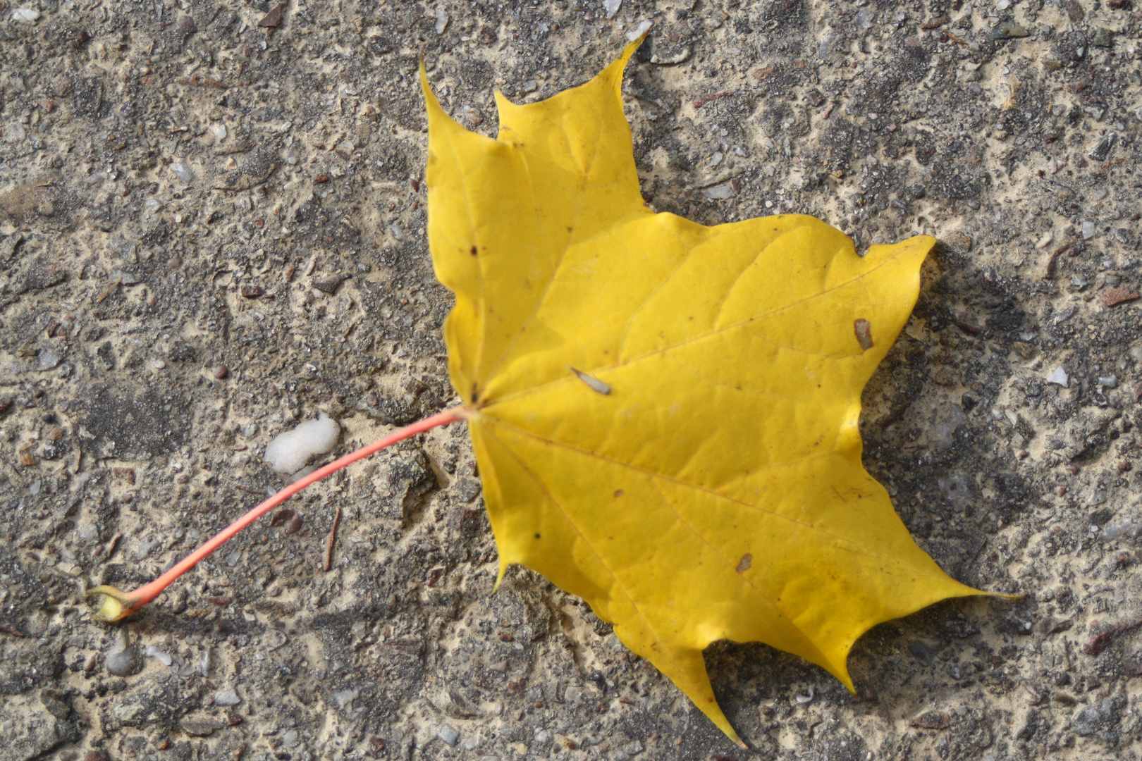 Herbstblatt Foto & Bild | simone 1975, bäume, baum Bilder auf fotocommunity