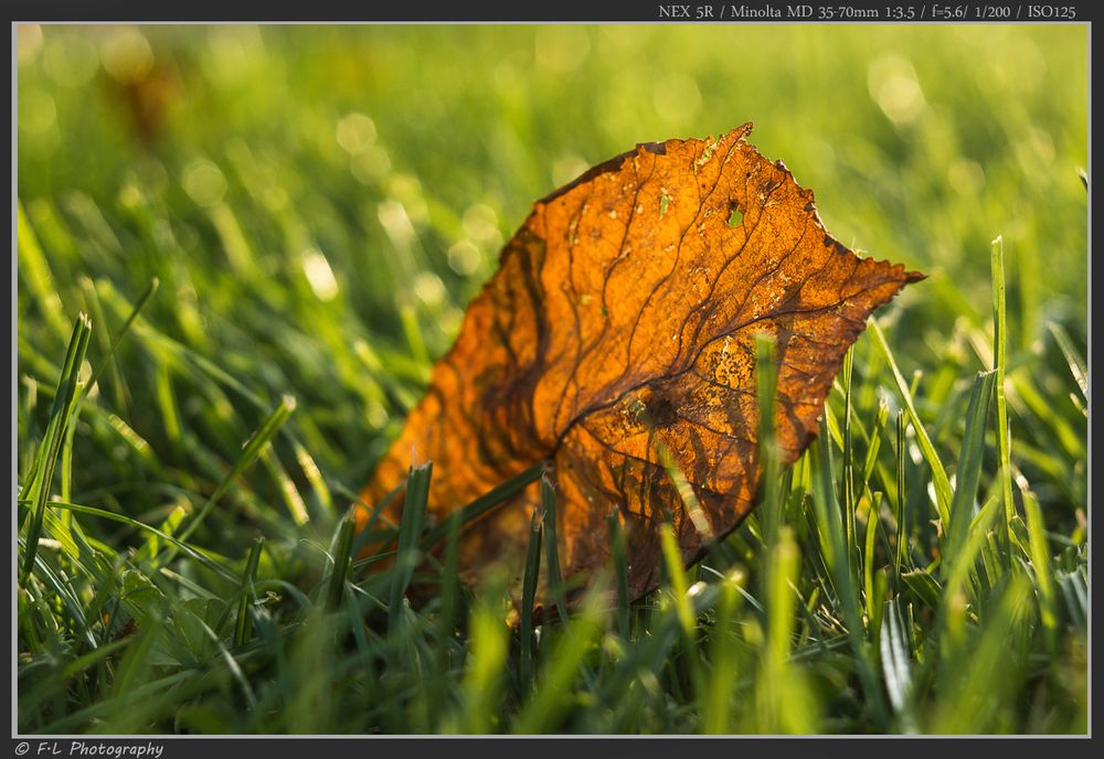 Herbstblatt Foto & Bild | landschaft, natur Bilder auf fotocommunity