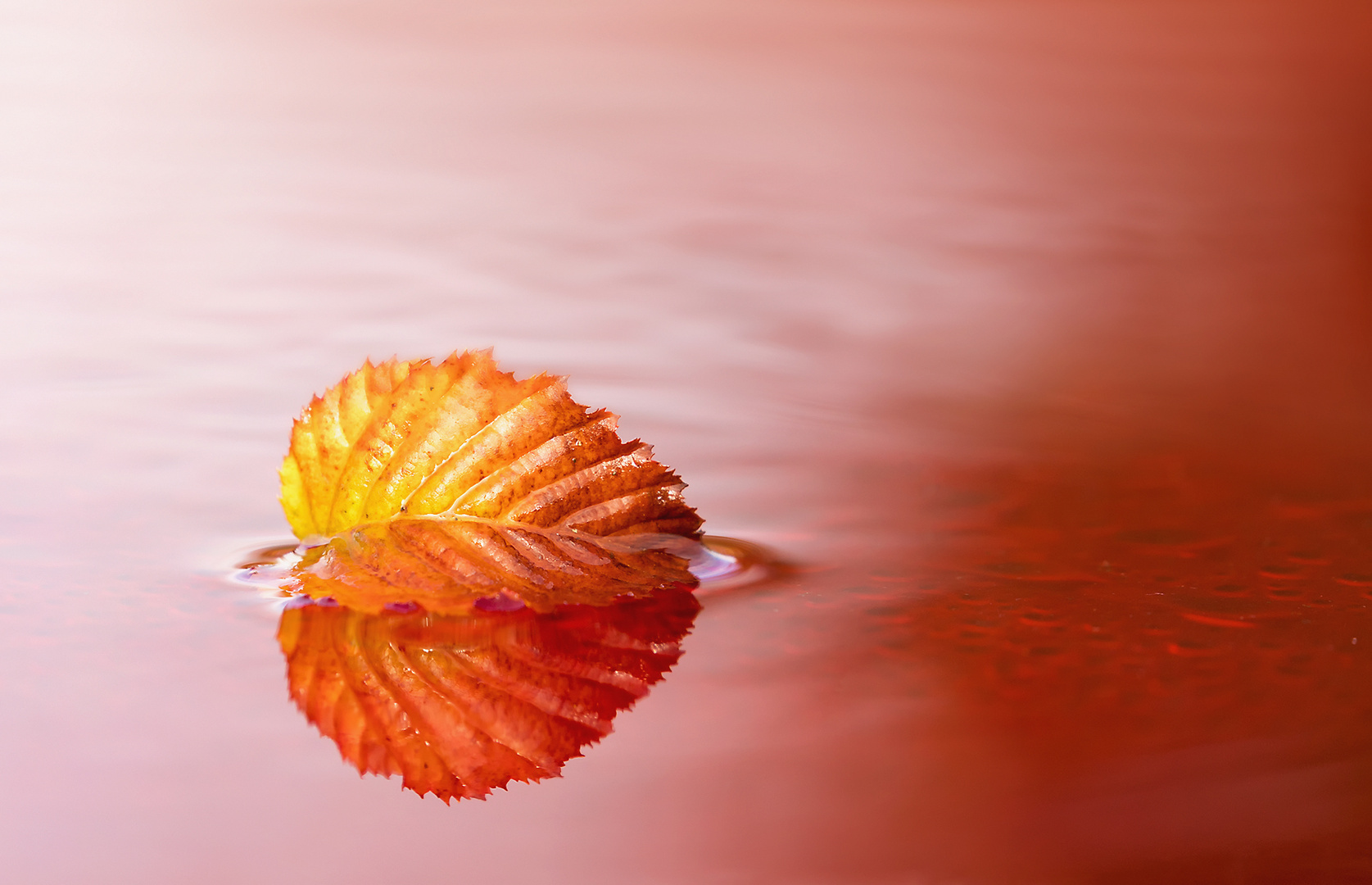 Herbstblatt Foto & Bild | monatswettbewerbe natur, 2019, 09 - man geht ...