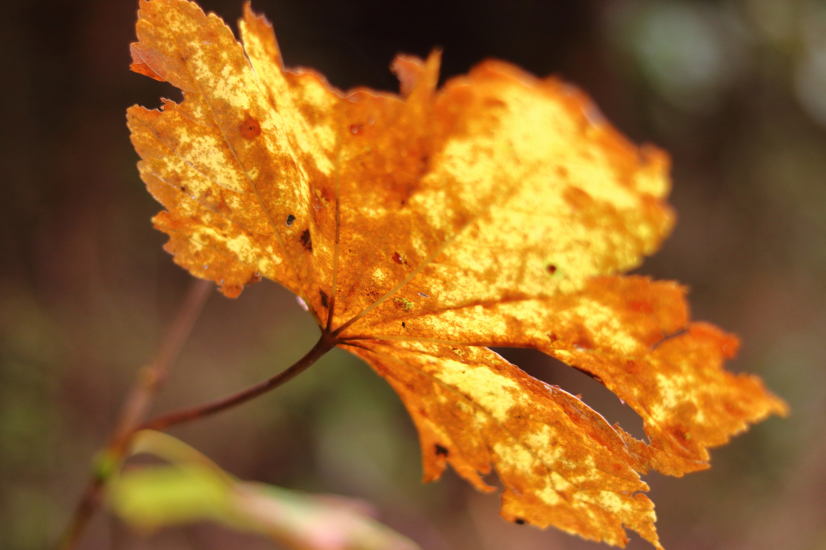 Herbstblatt Foto & Bild | wald, golden, natur Bilder auf fotocommunity