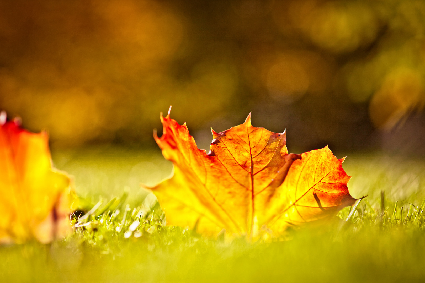 Herbstblatt Foto & Bild | archiv projekte naturchannel ...