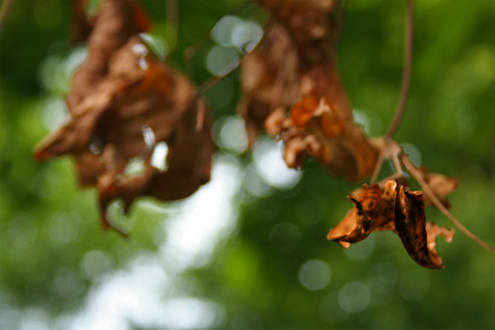Herbstblatt Foto & Bild | jahreszeiten, herbst, herbstblätter Bilder ...