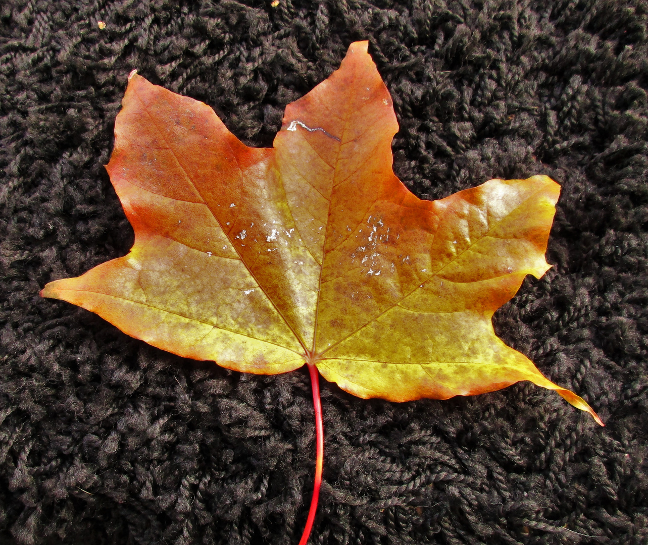 HERBSTBLATT Foto & Bild | natur, pflanzen Bilder auf fotocommunity