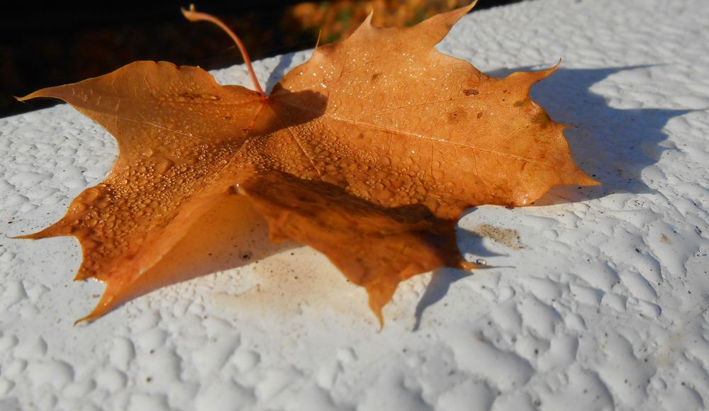 Herbstblatt Foto & Bild | spezial, 1 -fotoschule fotoaufgabe ...