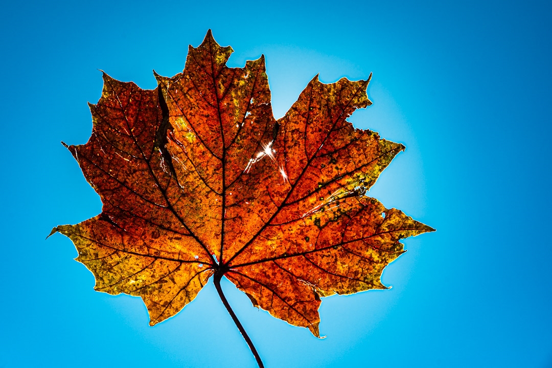 Herbstblatt Foto & Bild | jahreszeiten, rot, blau Bilder auf fotocommunity