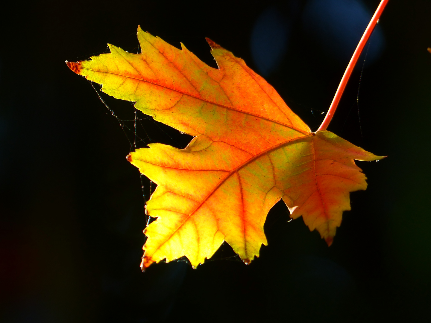 - Herbstblatt in der Sonne - Foto & Bild | bäume, natur, herbst Bilder ...