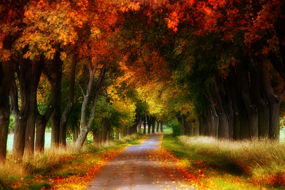 Herbstbunte Allee Foto & Bild | landschaft, alleen, landschaften Bilder ...