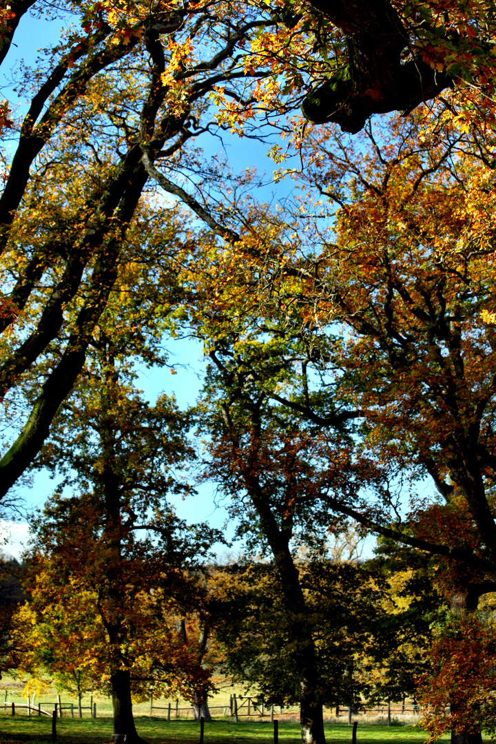 Herbstfarben 2 Foto & Bild | jahreszeiten, herbst, landschaften Bilder auf fotocommunity