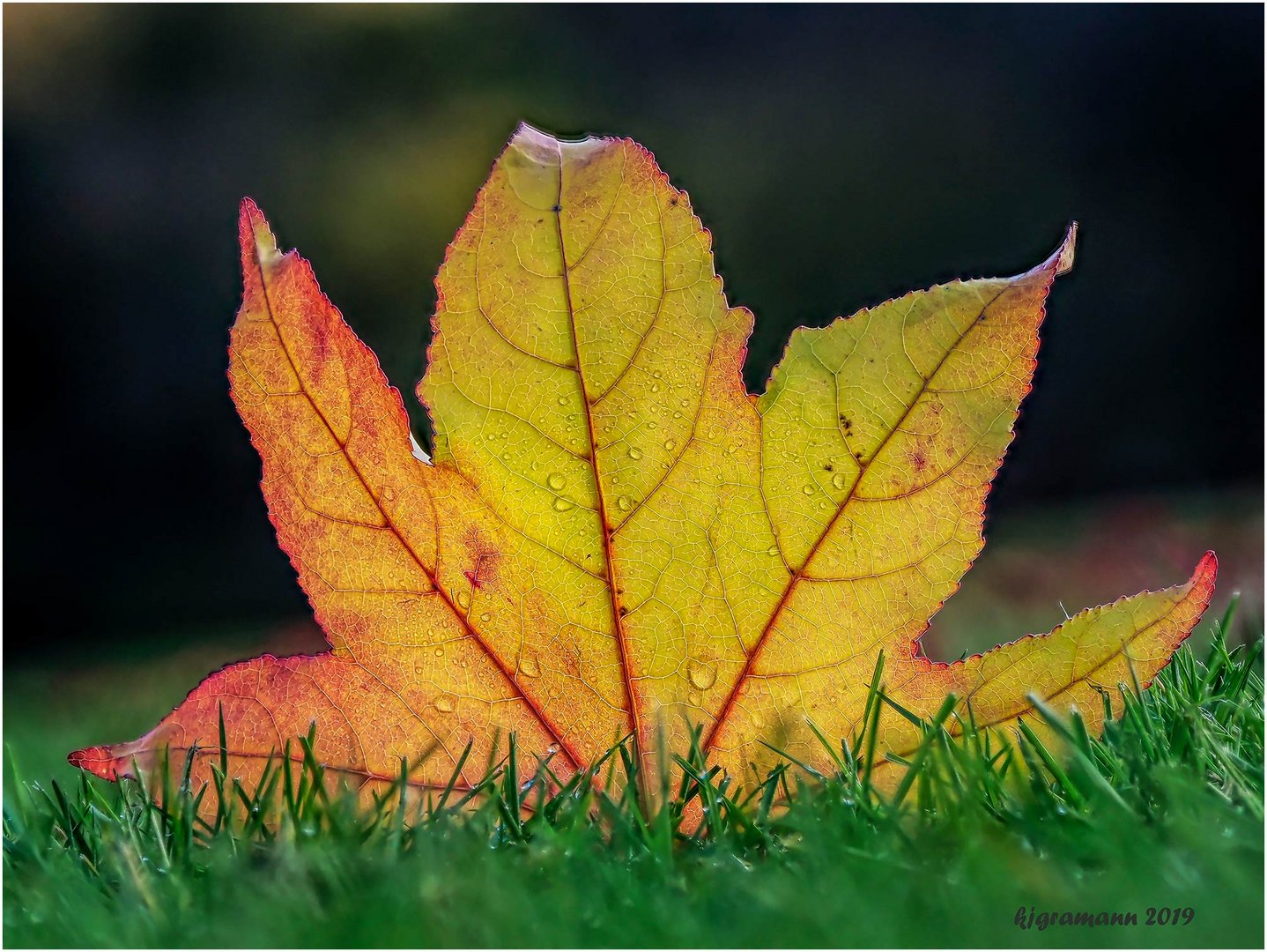 herbstfarben......... Foto & Bild | bäume, natur, herbst Bilder auf fotocommunity