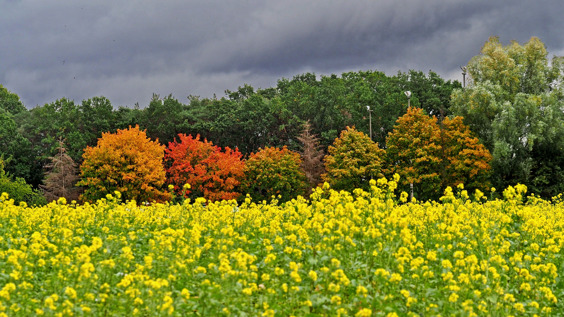 Herbstfarben... Foto & Bild | jahreszeiten, herbst, fotos Bilder auf fotocommunity