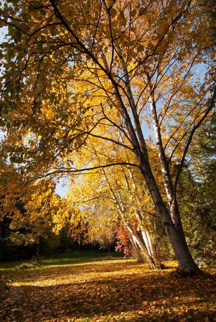 Herbstfarben Foto & Bild | natur, landschaft, jahreszeiten Bilder auf fotocommunity