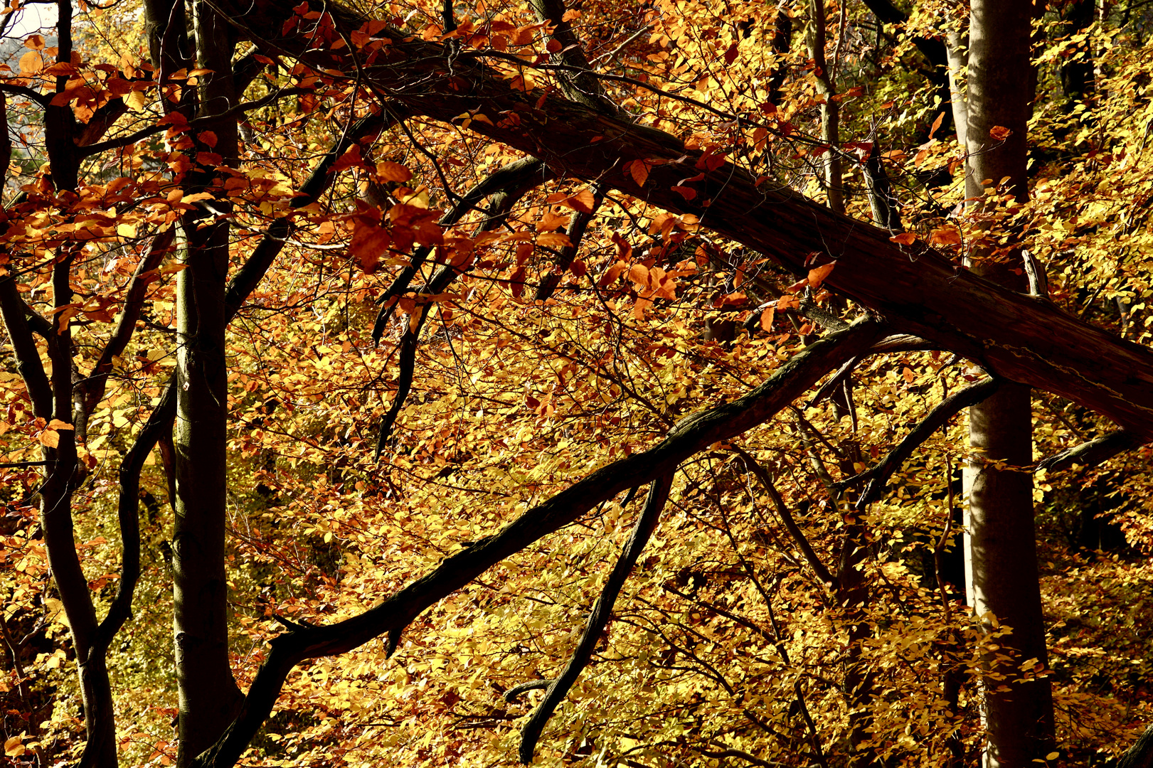 Herbstfarben Foto & Bild | landschaft, jahreszeiten, herbst Bilder auf fotocommunity