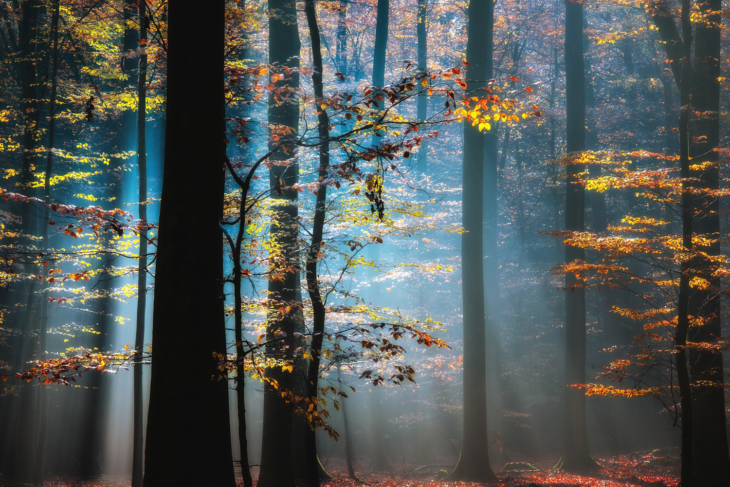 Herbstfarben Foto & Bild | landschaft, jahreszeiten, herbst Bilder auf fotocommunity