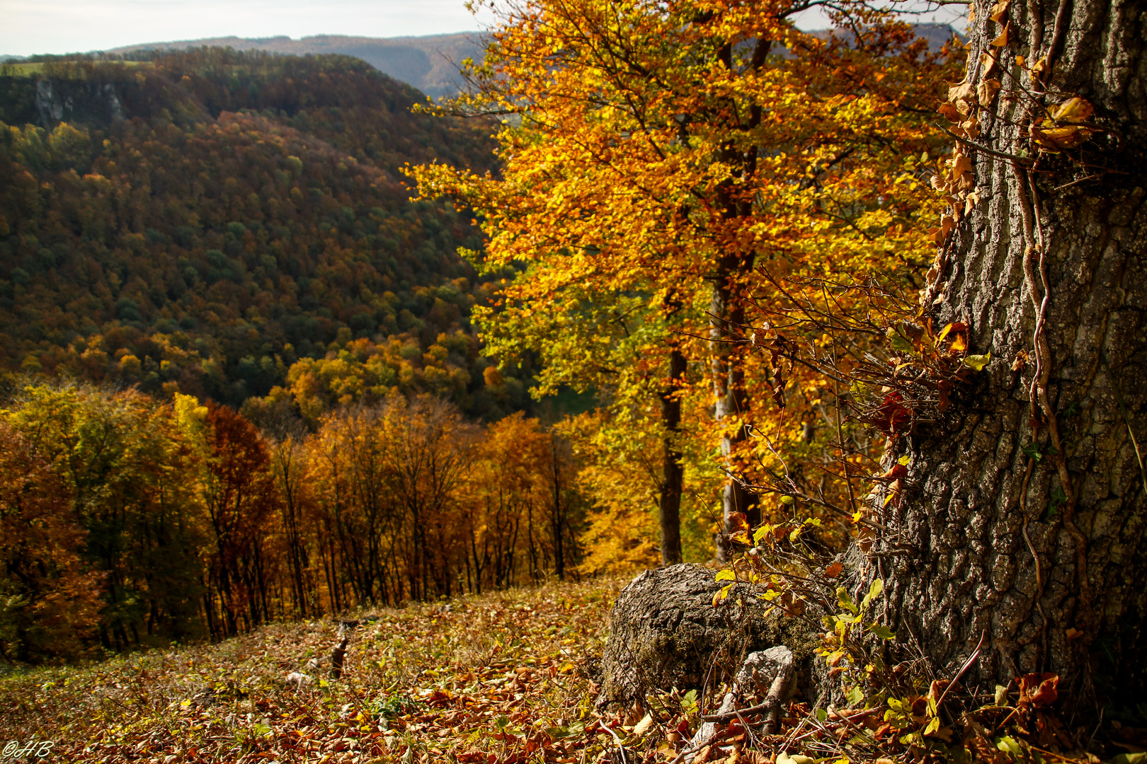 Herbstfarben Foto & Bild | jahreszeiten, herbst, landschaft & mehr Bilder auf fotocommunity
