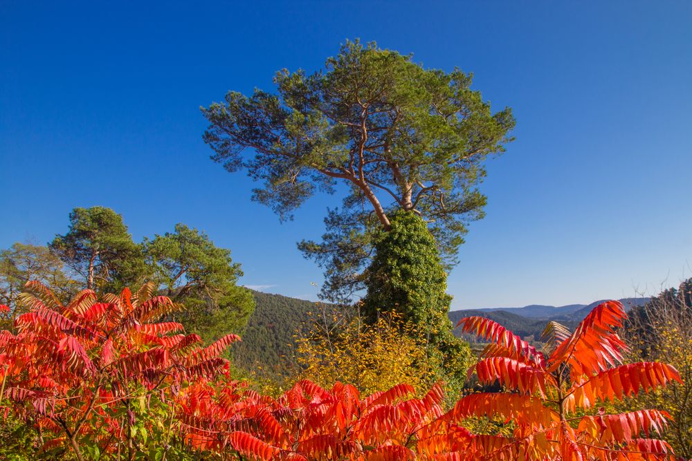 Herbstfarben Foto & Bild | jahreszeiten, herbst, rot Bilder auf fotocommunity