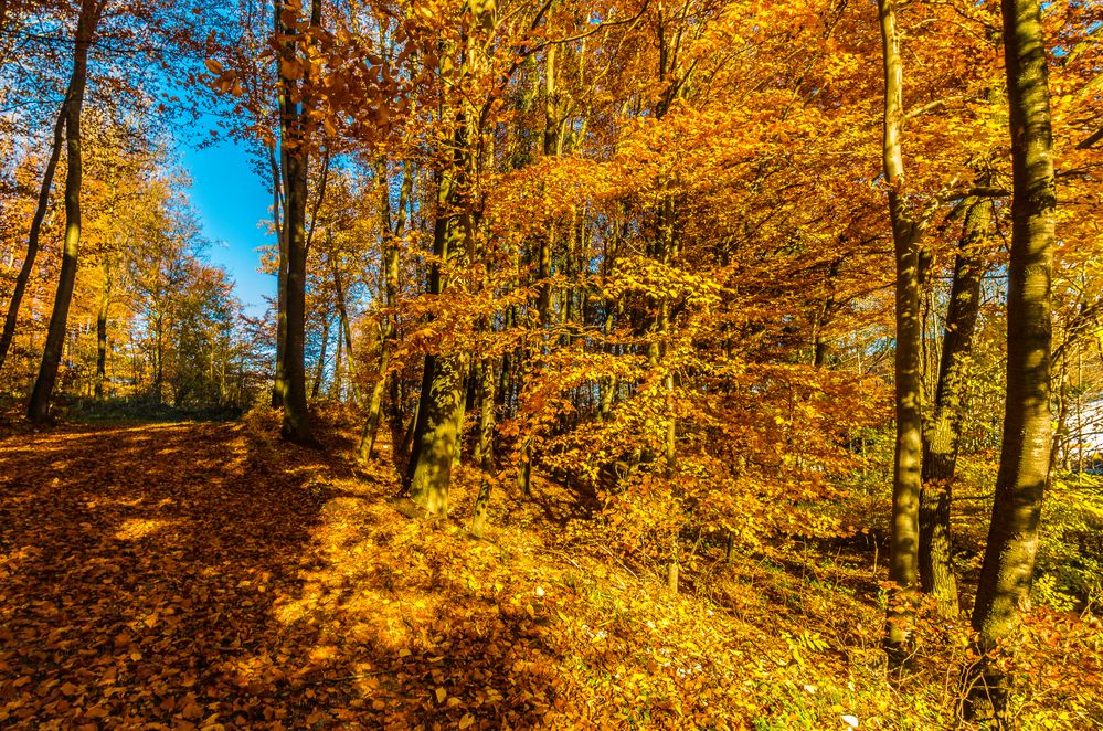 Herbstfarben Foto & Bild | landschaft, jahreszeiten, herbst Bilder auf fotocommunity