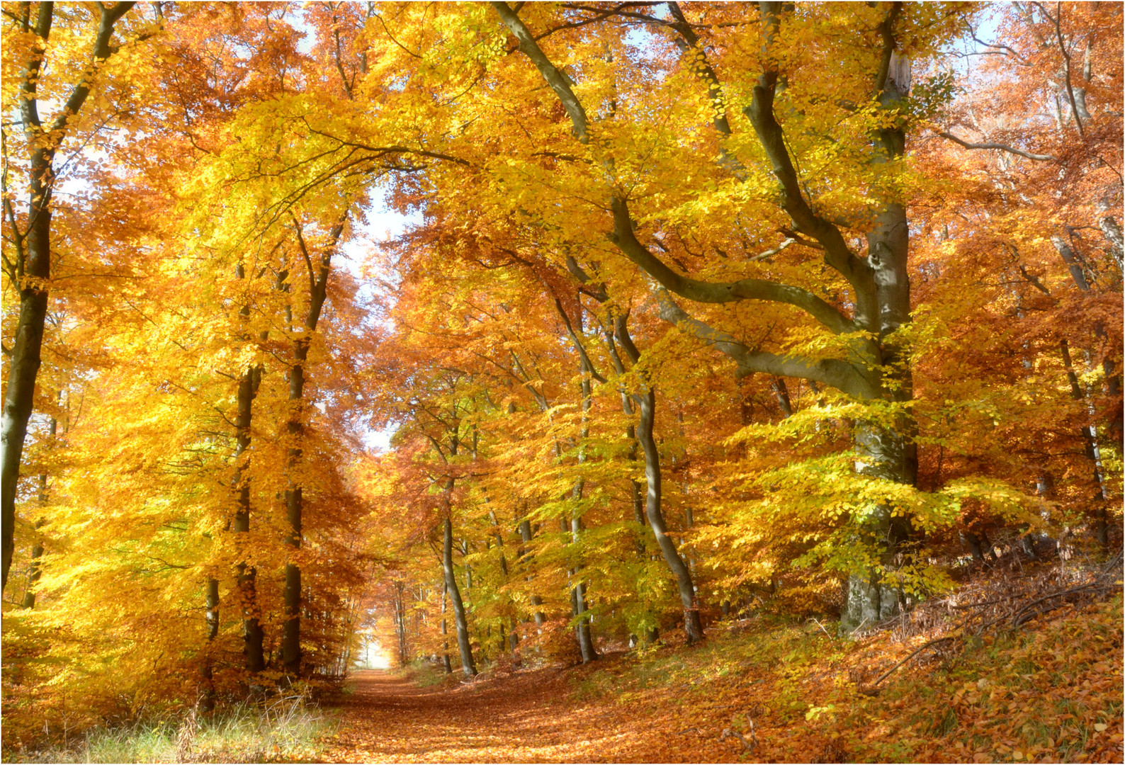 Herbstfarben Foto & Bild | jahreszeiten, herbst, nebelaufnahmen Bilder auf fotocommunity