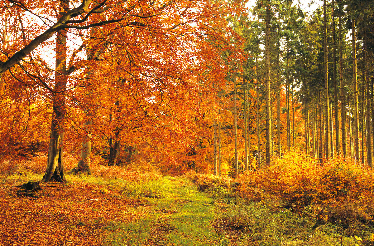 Herbstfarben Foto & Bild | landschaft, jahreszeiten, herbst Bilder auf fotocommunity