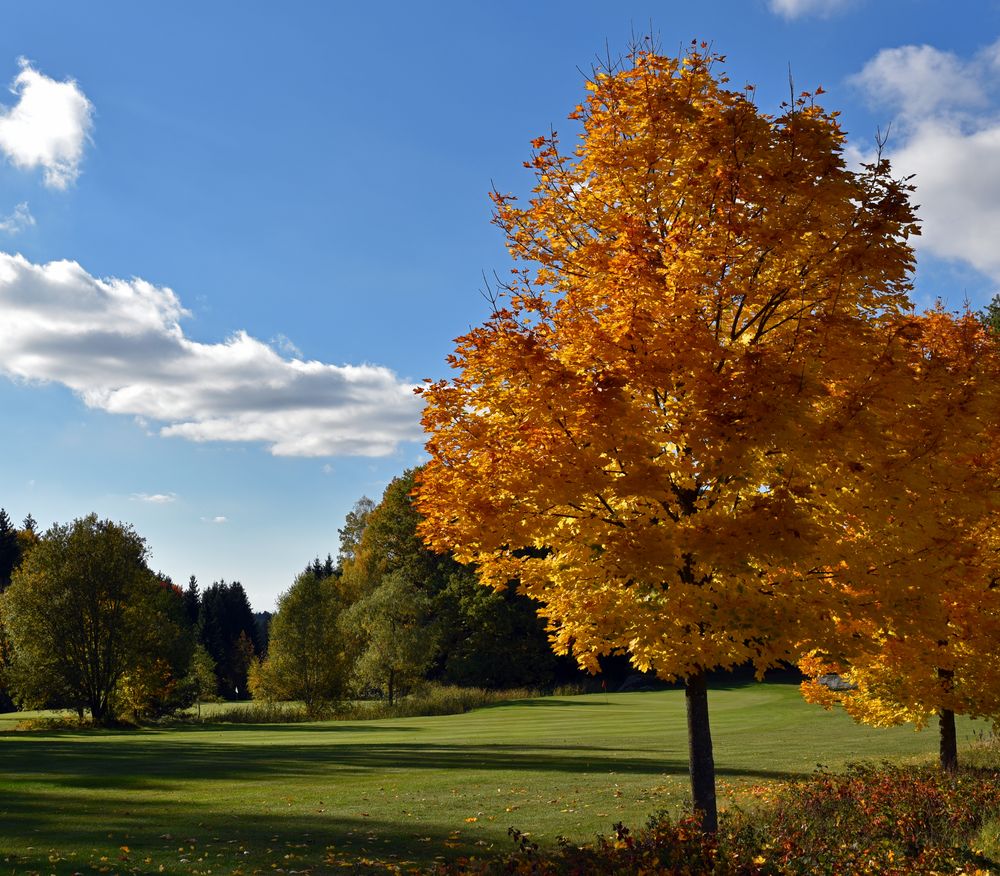 Herbstfarben die noch...... Foto & Bild | landschaft, jahreszeiten, herbst Bilder auf fotocommunity
