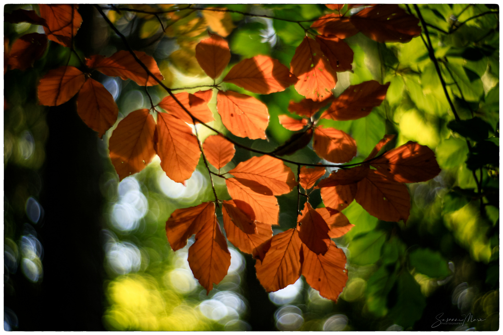 Herbstfarben Foto & Bild | jahreszeiten, herbst, natur-kreativ Bilder auf fotocommunity