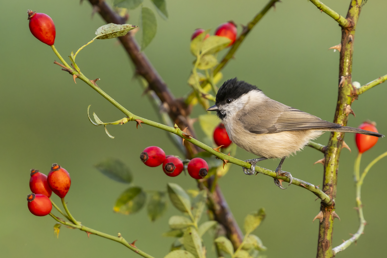 Herbstimpressionen Foto & Bild | natur, herbst, europa Bilder auf ...