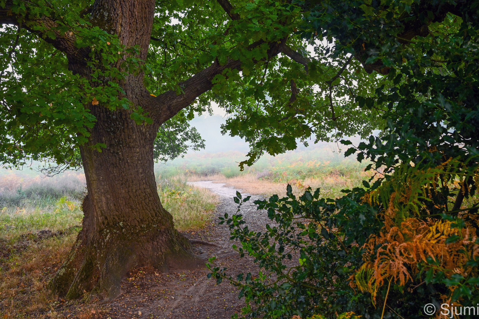 Herbstlich... Foto & Bild | sommer, weg, sand Bilder auf fotocommunity