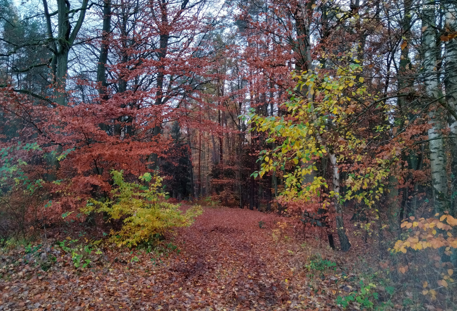 herbstlich ..... Foto & Bild | natur, herbst, jahreszeiten Bilder auf fotocommunity