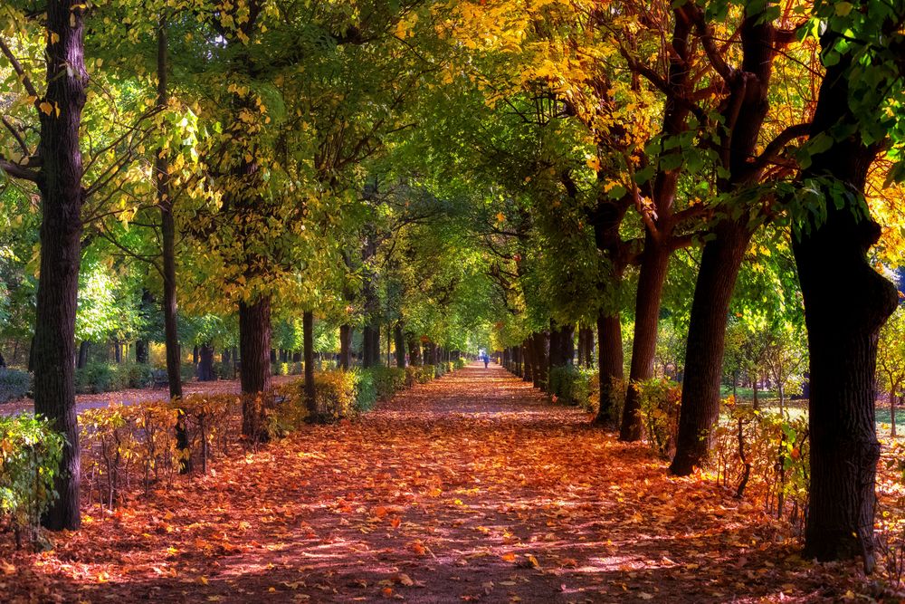Herbstliche Allee Foto & Bild | landschaft, jahreszeiten, herbst Bilder ...