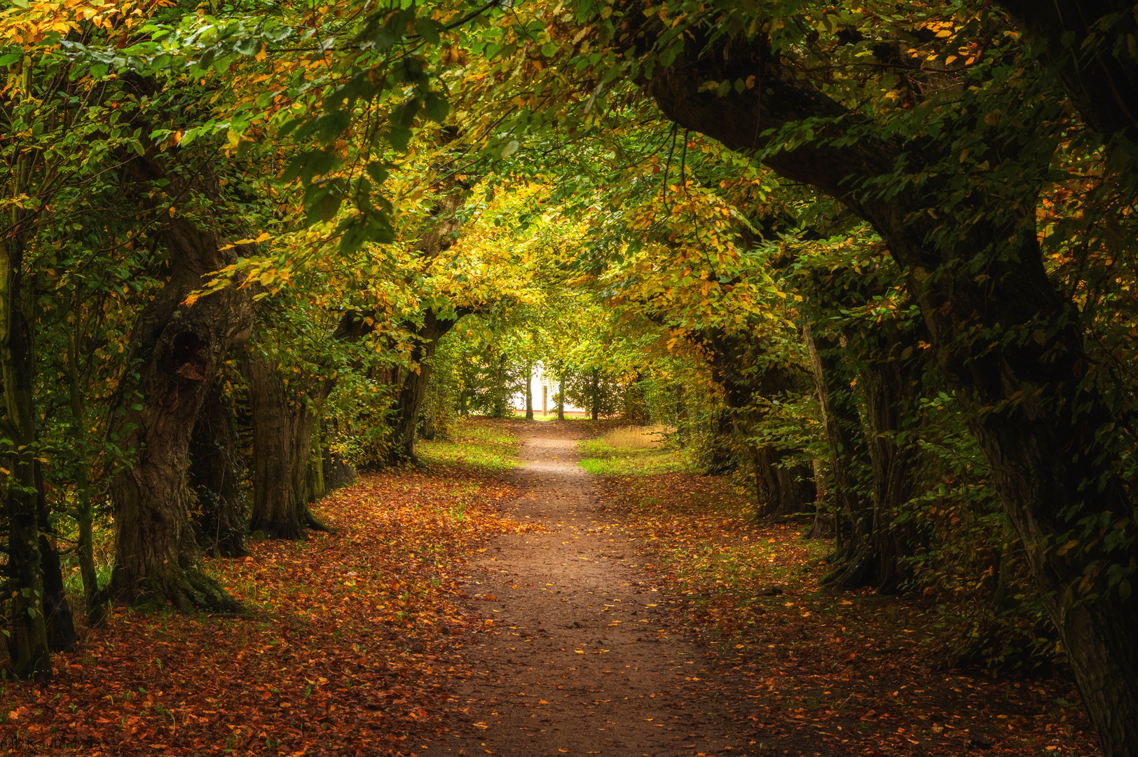 Herbstliche Allee Foto & Bild | deutschland, europe, mecklenburg ...