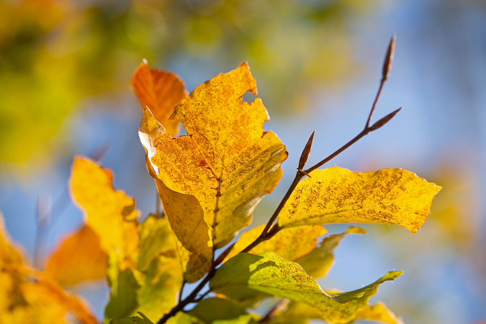herbstliche Blätter 2 Foto & Bild | jahreszeiten, herbst, makro Bilder ...
