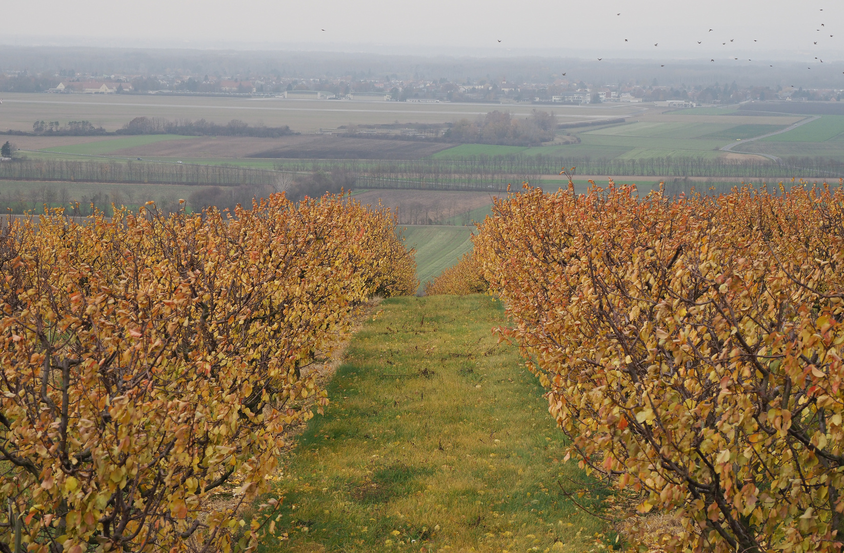 herbstliche Obstplantage Foto & Bild | europe, Österreich, jahreszeiten ...